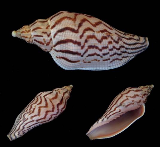 闪电涡螺_百度百科