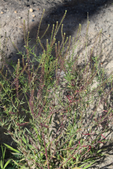 Lepidium africanum_百度百科