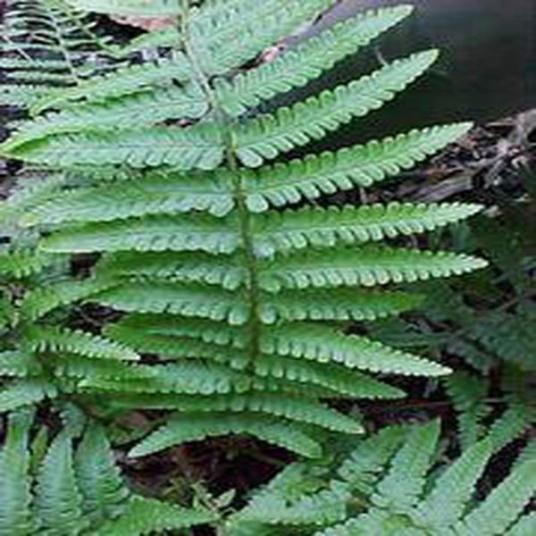 Dryopteris × complexa 'Robust'_百度百科