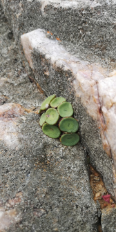 Conophytum crateriforme_百度百科