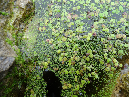 Wolffia borealis_百度百科