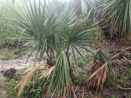 Sabal minor_百度百科