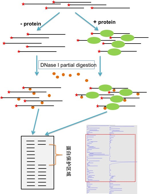 DNase I_百度百科