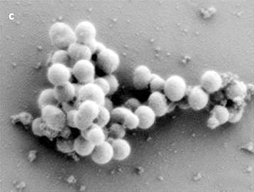 Synthia_百度百科