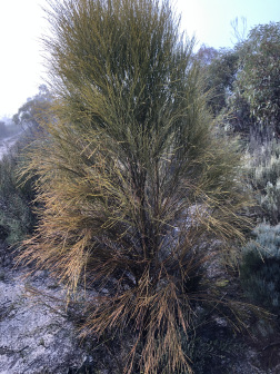 Exocarpos sparteus_百度百科