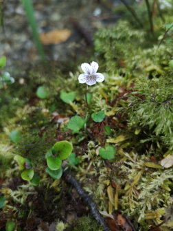 Viola filicaulis_百度百科