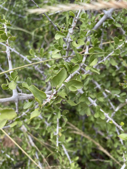 Pyrostria hystrix_百度百科