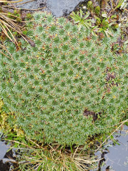 Plantago rigida_百度百科