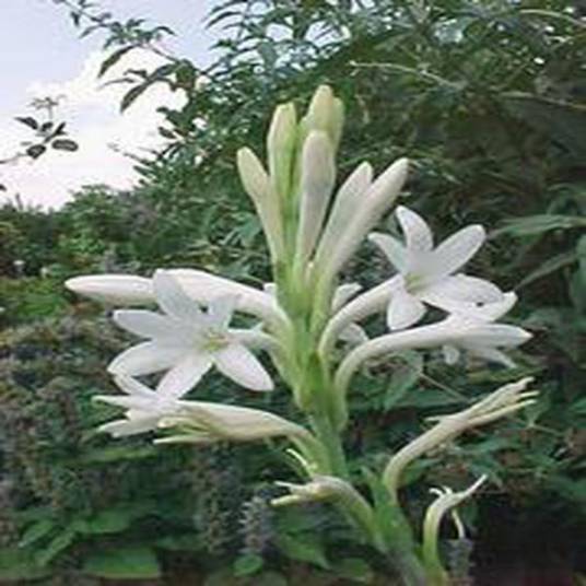 Polianthes tuberosa_百度百科