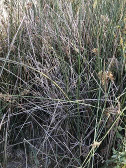 Juncus textilis_百度百科