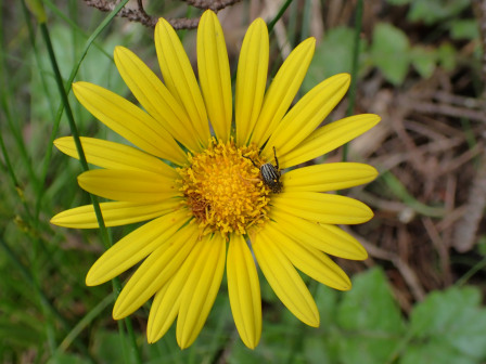 Arctotheca prostrata_百度百科