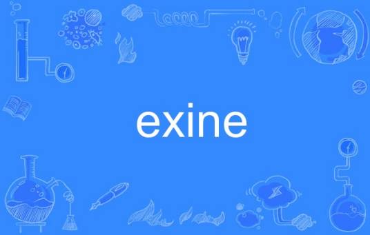 exine_百度百科