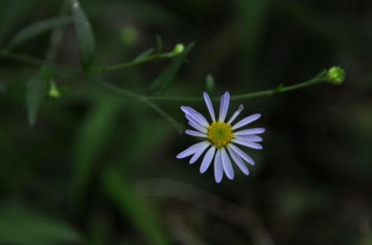 有关马兰的那些逸闻趣事_百科TA说