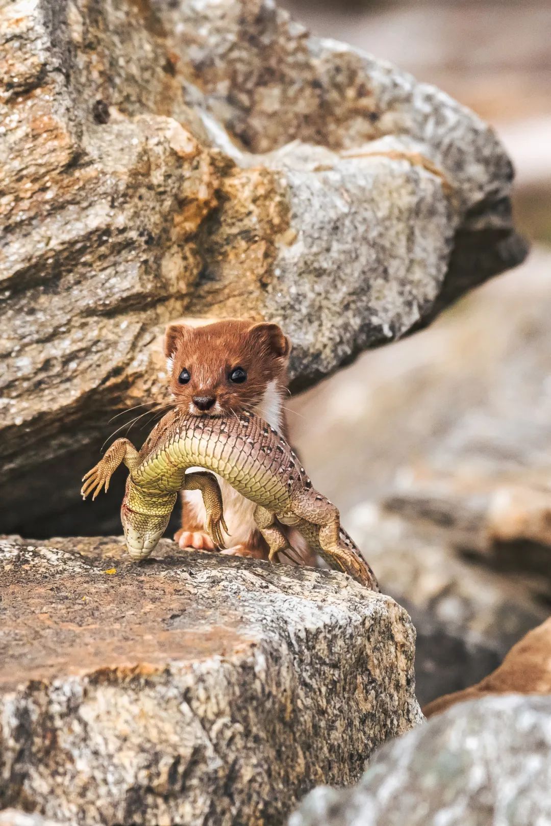 “不疯魔不成活”！鼬鼬们如何演化出你想象不到的“软实力”？_百科TA说