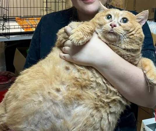 Kroshik_百度百科