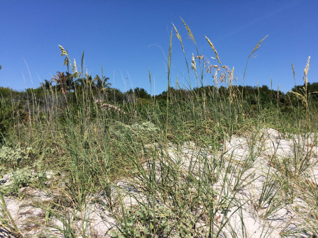 Uniola paniculata_百度百科