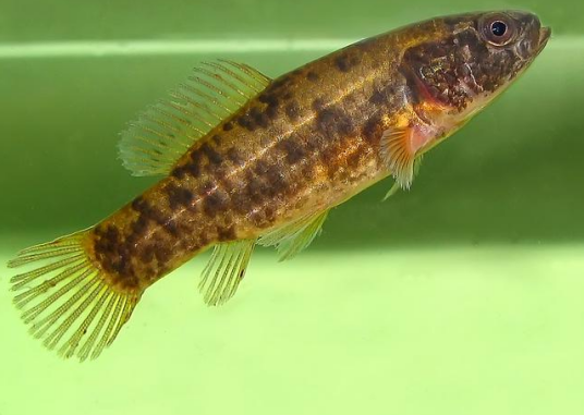 新南乳鱼属_百度百科