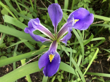 Iris hexagona_百度百科