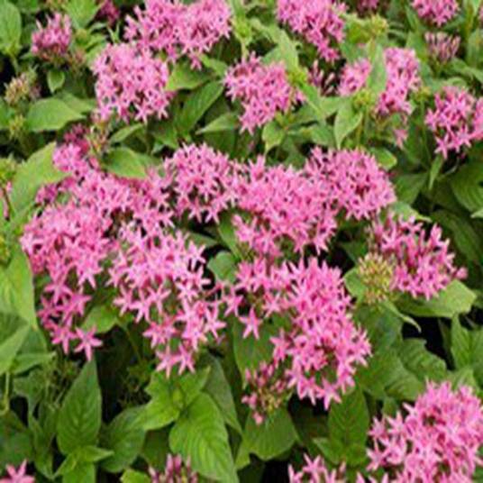 Pentas lanceolata 'Butterfly Orchid'_百度百科