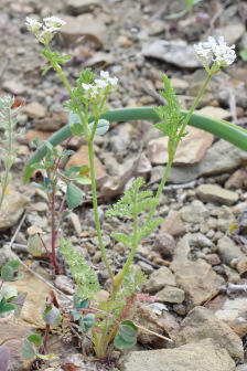 Orlaya daucoides_百度百科