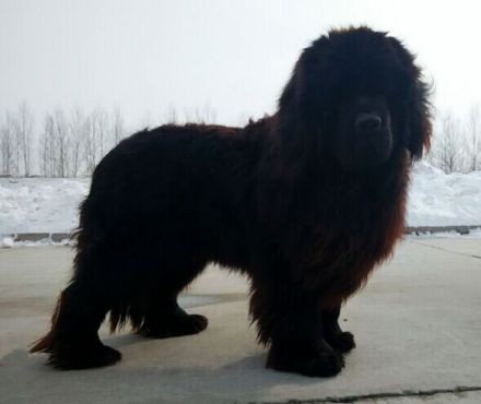 纽芬兰狗_百度百科