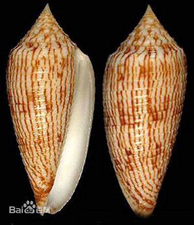 加布里亚芋螺_百度百科