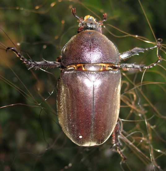 无距索鳃金龟_百度百科
