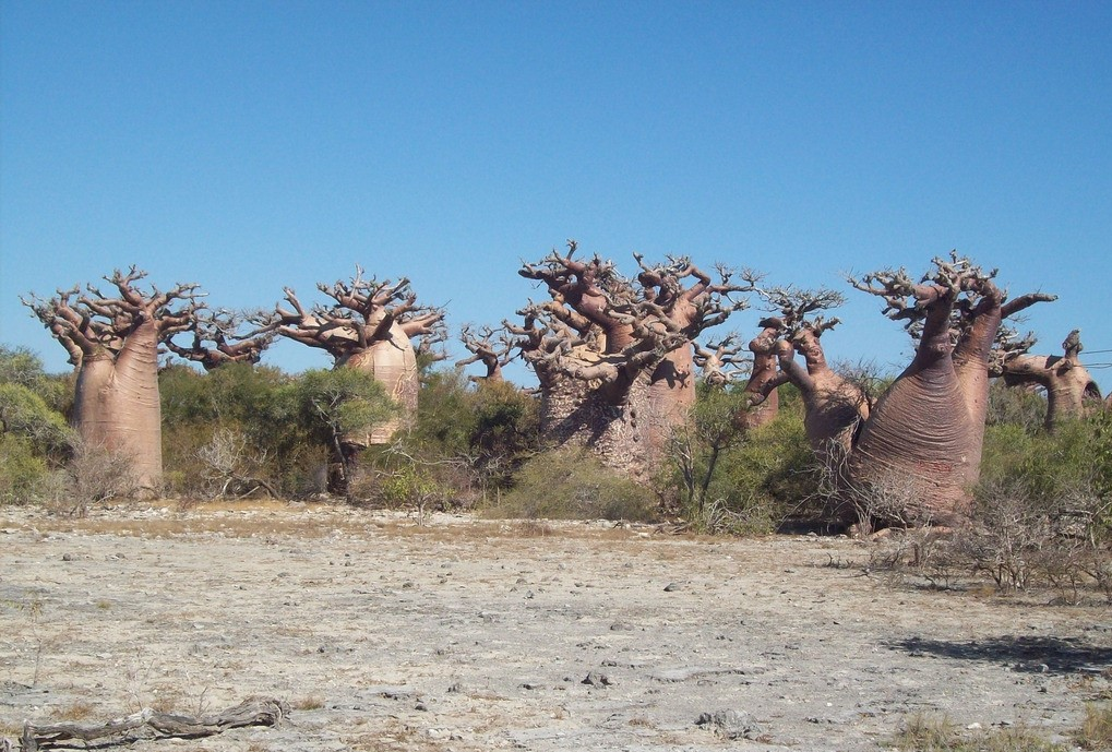 面包树：有哪些故事可以知晓？_百科TA说