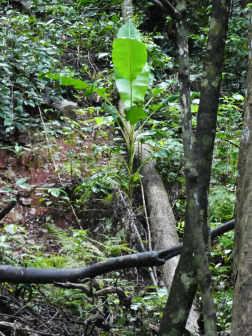 Musa banksii_百度百科