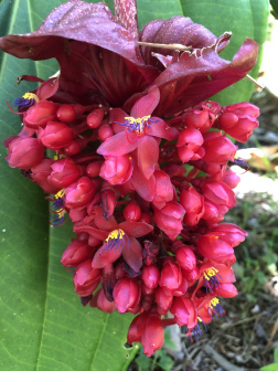 Medinilla miniata_百度百科