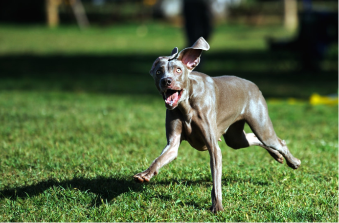 最上镜的优秀犬种：威玛猎犬_百科TA说