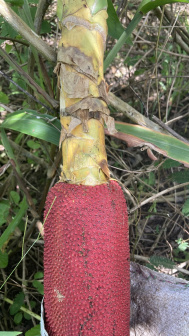 Pandanus conoideus_百度百科