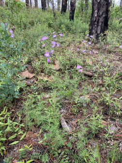 Penstemon dissectus_百度百科