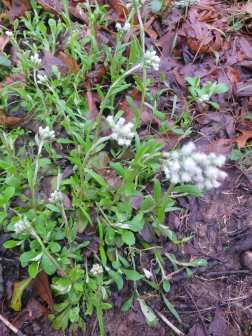 Antennaria plantaginifolia_百度百科