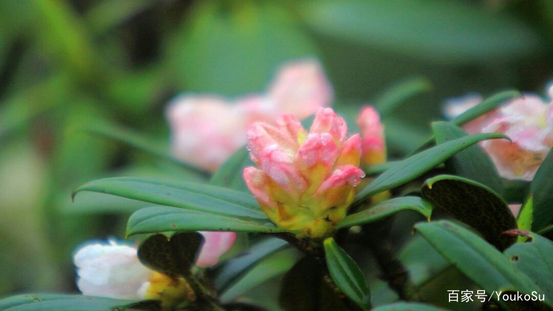 大理苍山迎来野生杜鹃花最佳观赏期！_百科TA说