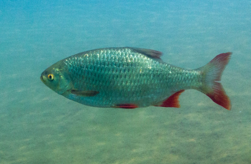 红眼鱼（雅罗鱼科红眼鱼属鱼类）_百度百科