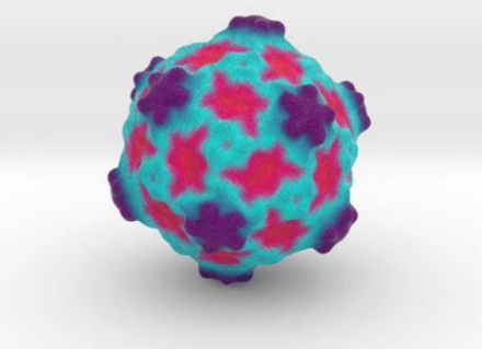 蚕豆染色病毒病_百度百科