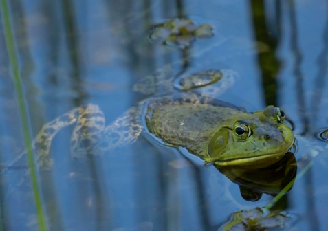 美洲牛蛙_百度百科