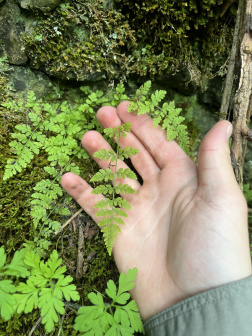 Cystopteris tenuis_百度百科