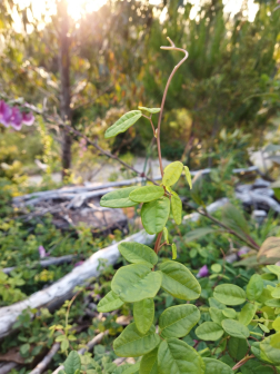 Boquila trifoliolata_百度百科