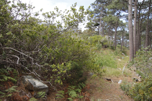 Searsia lucida_百度百科