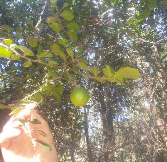 Citrus australis_百度百科
