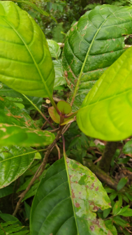 Neonauclea forsteri_百度百科