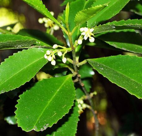 纽西兰桂_百度百科