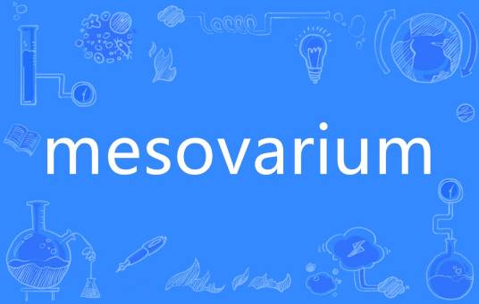 mesovarium_百度百科