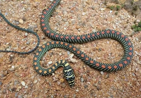 金花蛇_百度百科