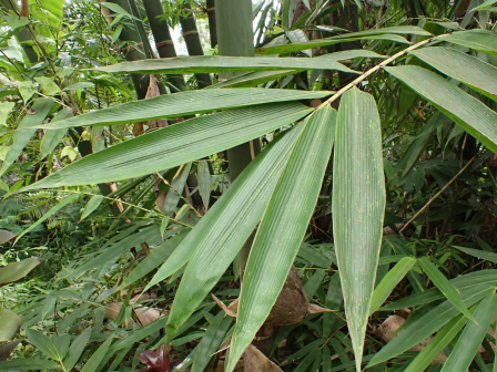 Gigantochloa atter_百度百科