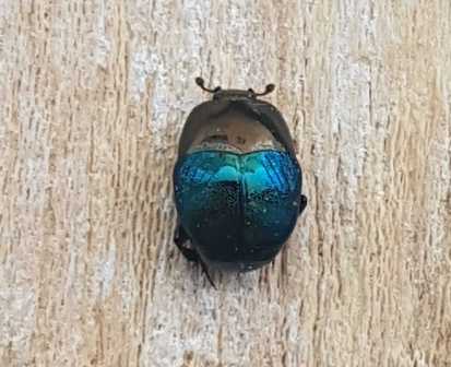 丽鞘腐阎甲_百度百科