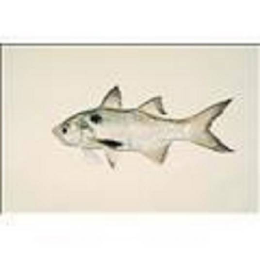 六丝马鮁鱼_百度百科