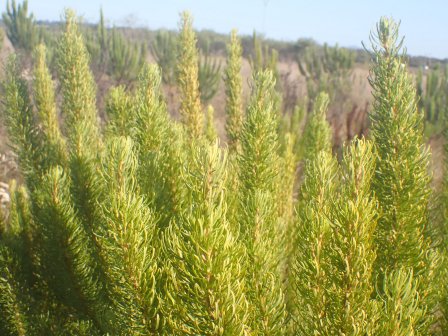 Cyclopia pubescens_百度百科